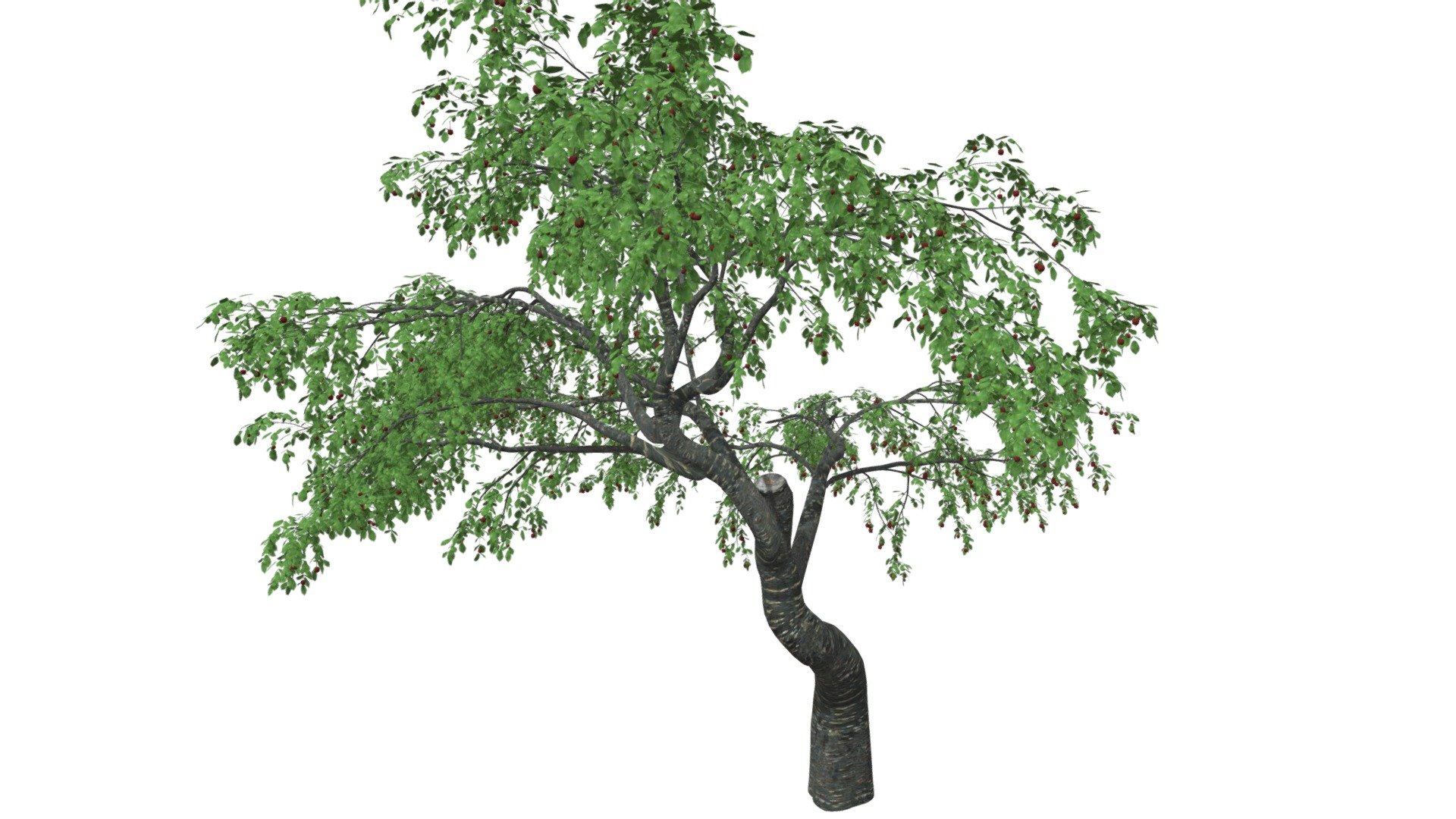 Cherry Tree #09 - Buy Royalty Free 3D model by meshshape [7f33b28 ...