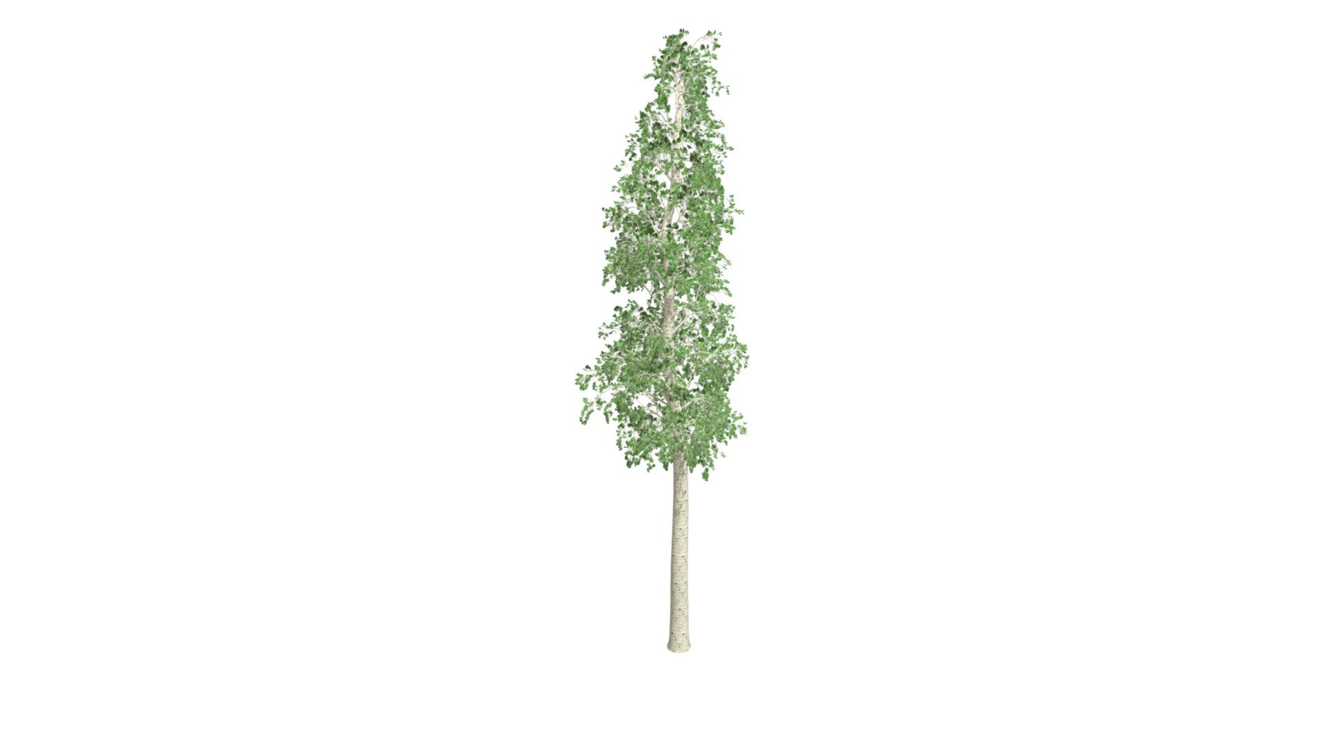European Aspen Tree #10 - Buy Royalty Free 3D model by meshshape ...