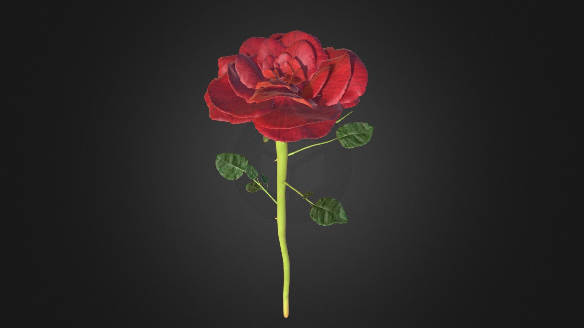 Redrose - Buy Royalty Free 3D model by SP_3D [7f3a8f6] - Sketchfab Store