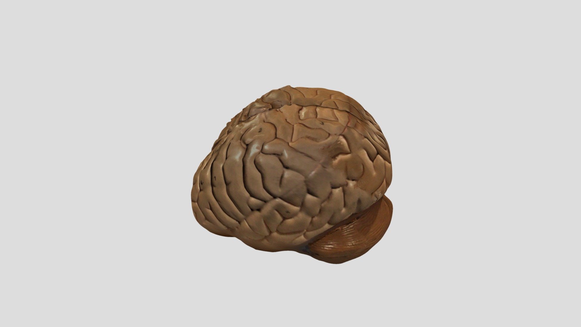Brain - Download Free 3D model by tallulahspina [7f43542] - Sketchfab
