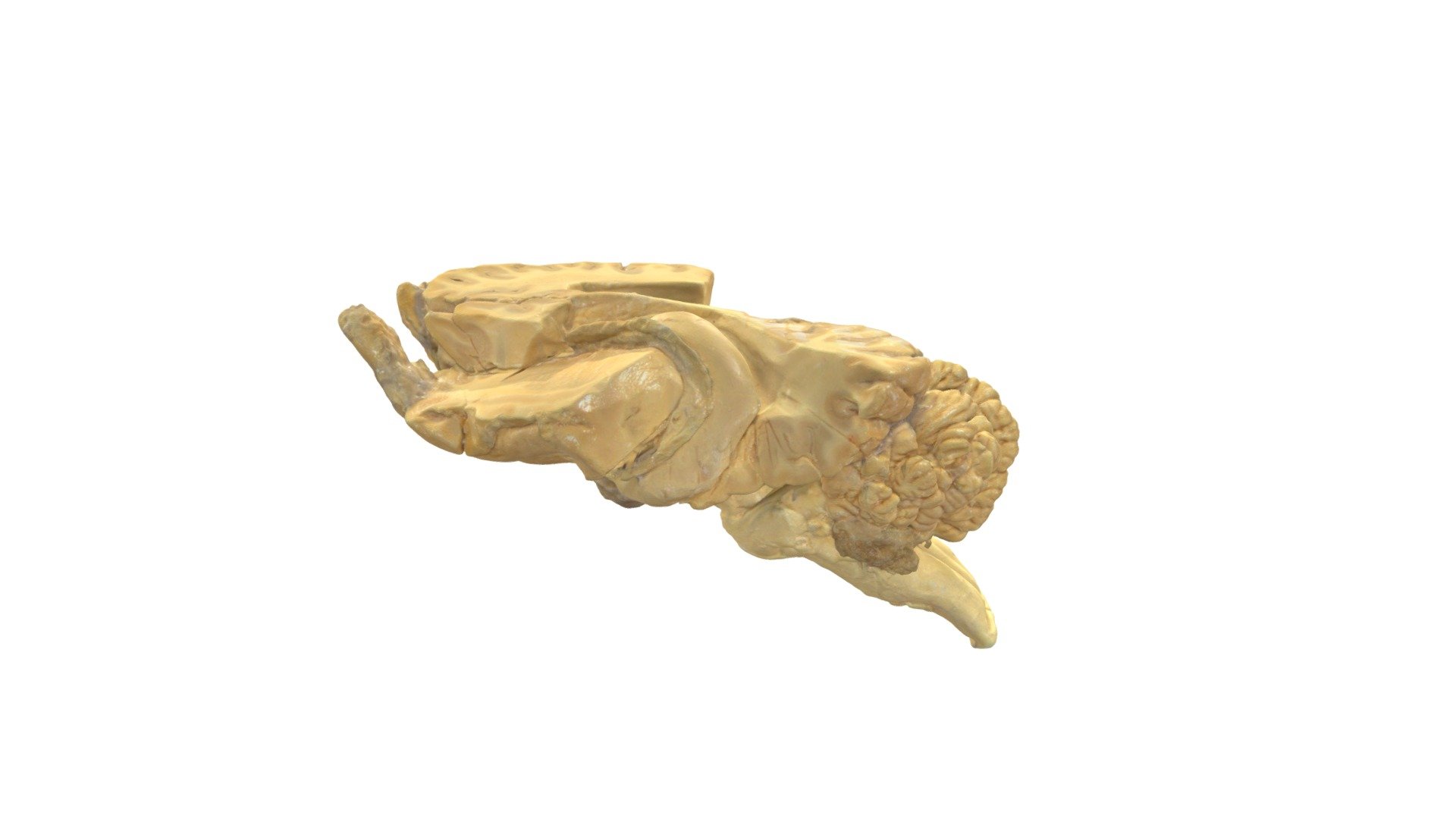 Cow, Brain, Lymbic system (plastinate 2) - 3D model by Vetanat.UZH ...