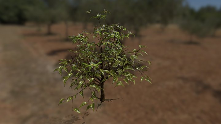 Bush 3D models - Sketchfab