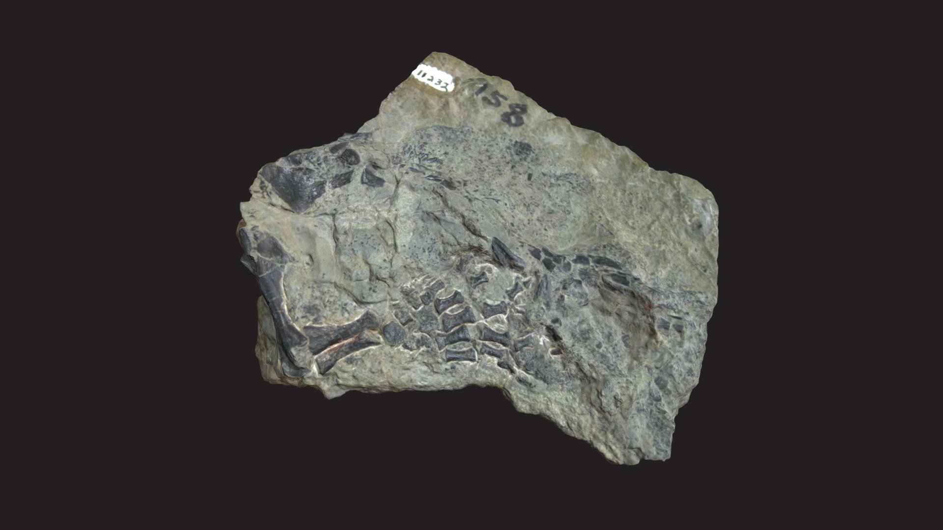 CMNH 11232, Greererpeton hindlimb - 3D model by Cleveland Museum of ...