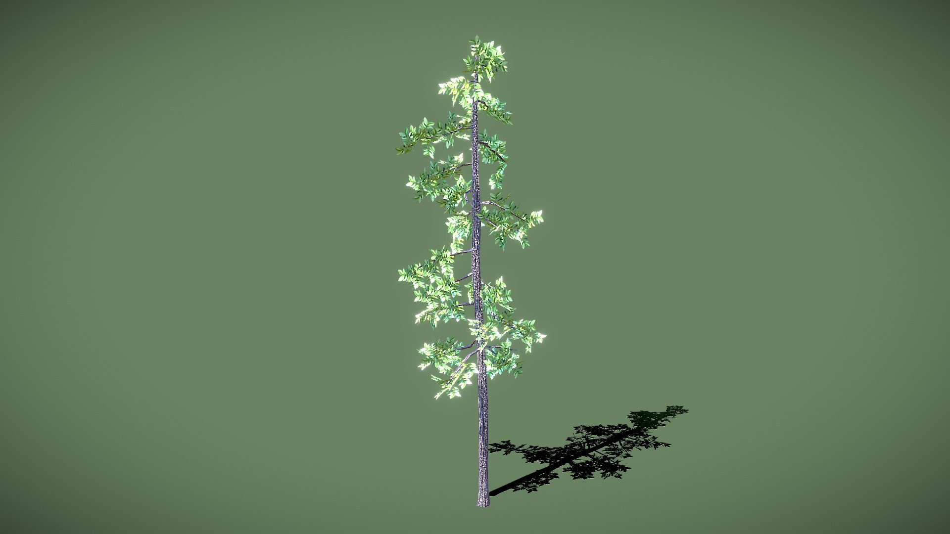 Simple Birch Tree (Downloadable/Rigged) - Download Free 3D model by ...