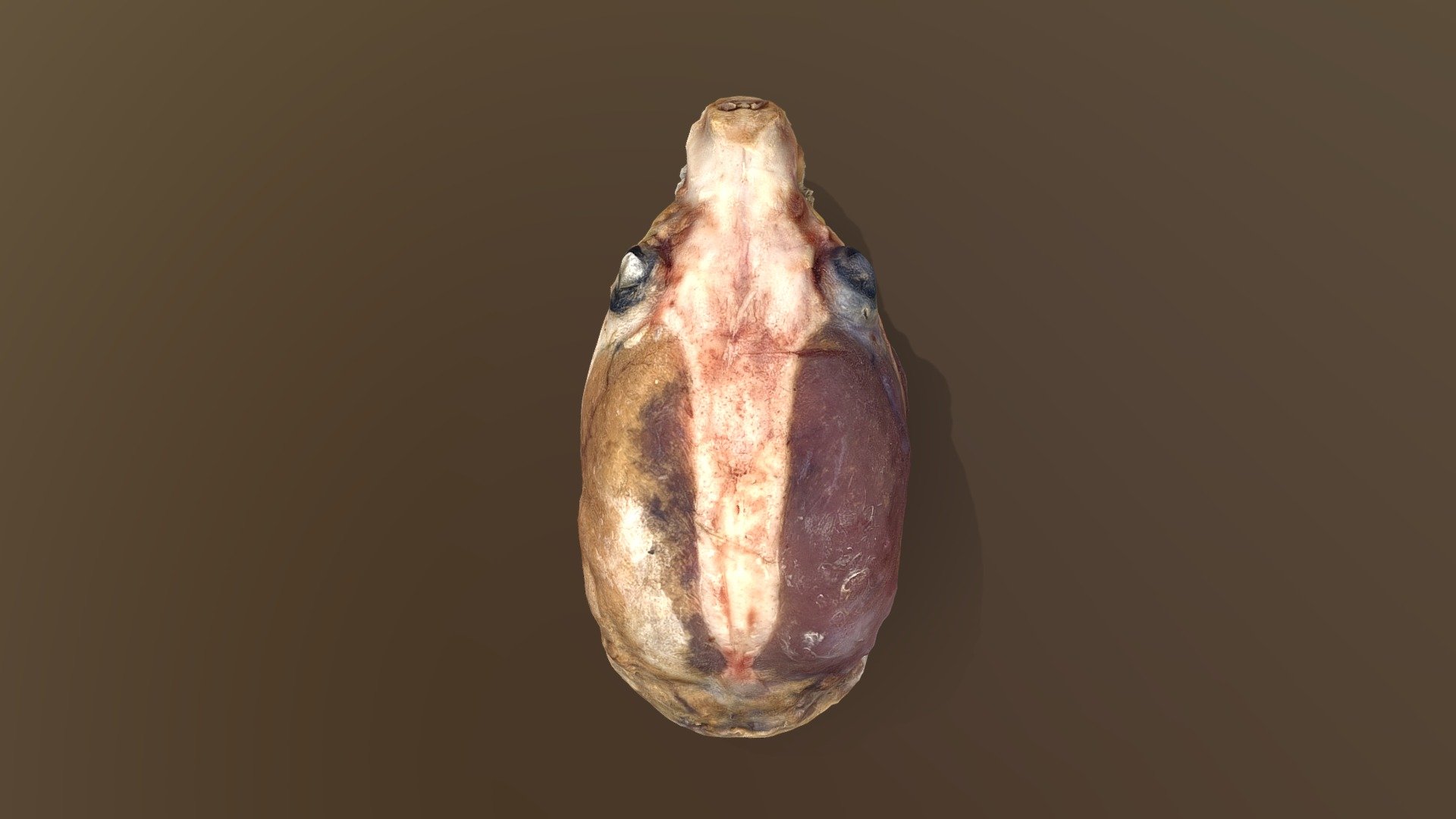 marten skull 2-6 - 3D model by DLT-Lethbridge-College [7f5c341] - Sketchfab