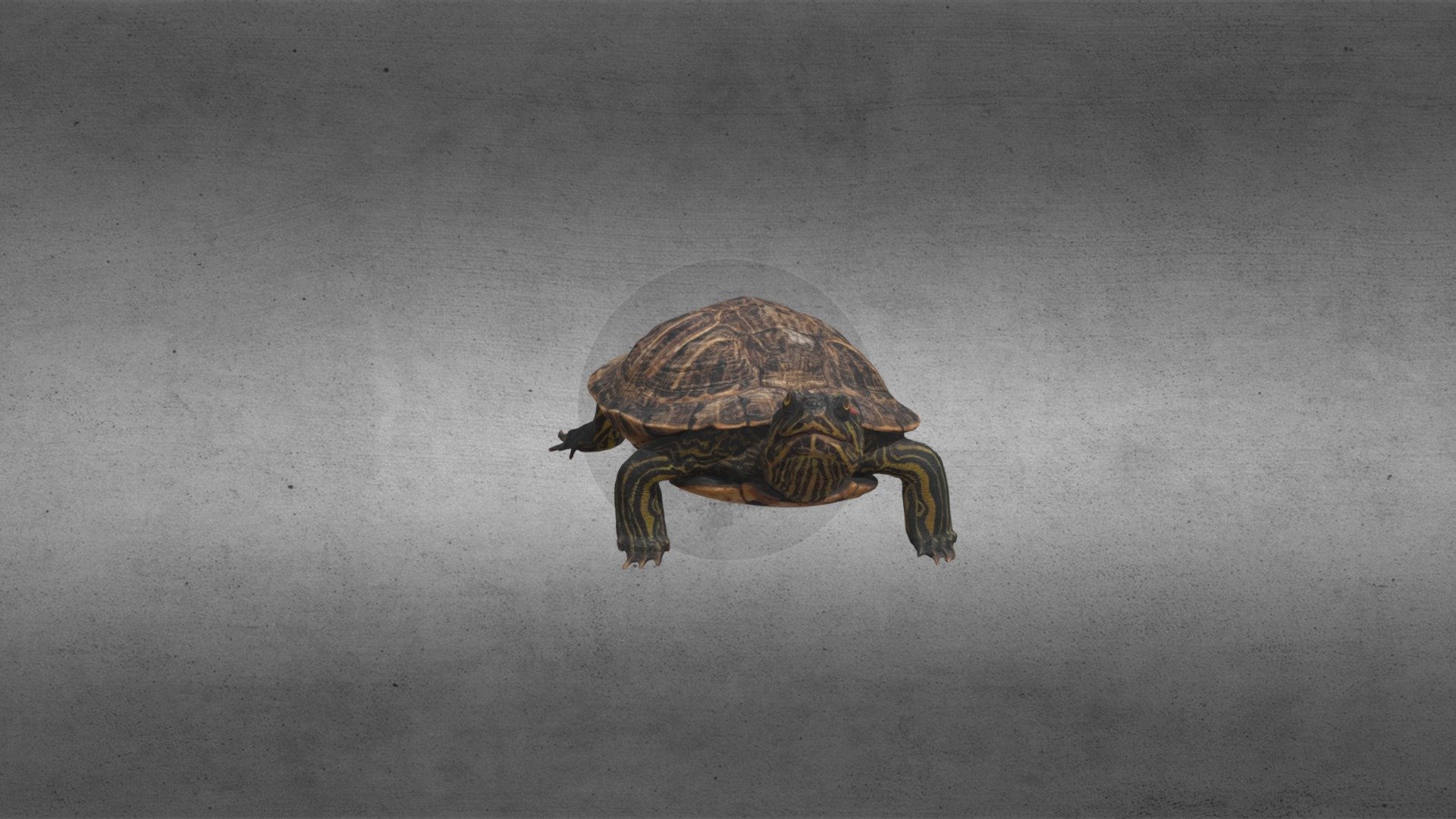Trachemys scripta - 3D model by XaviFernandez [7f66f6b] - Sketchfab