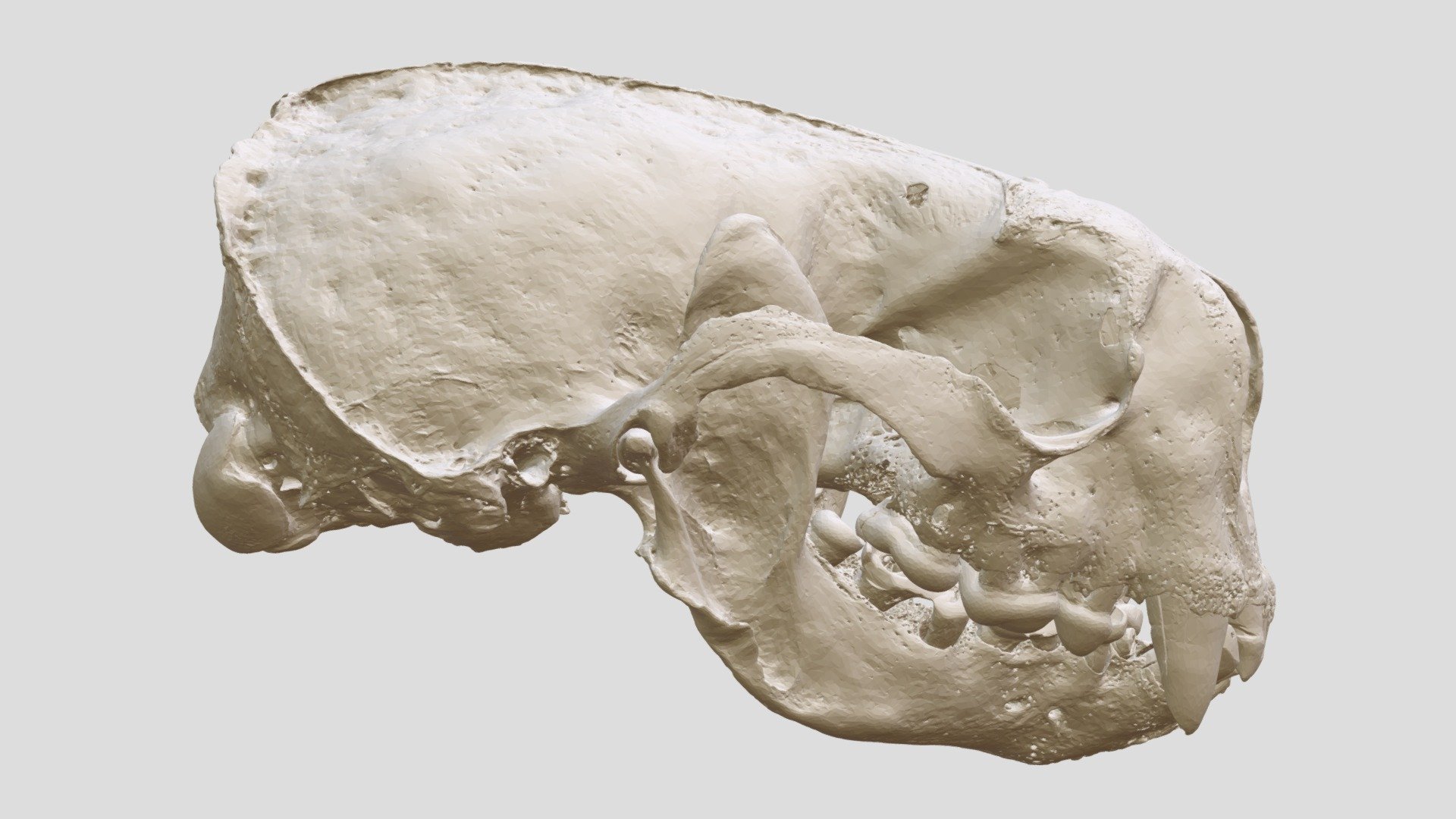 Enhydra lutris (MSB:Mamm:37156) - 3D model by Biodiversity [7f69bd7 ...