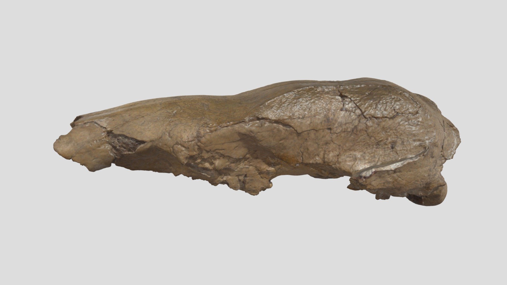 Nototherium escrivanse_PIMUZ AV 477 - 3D model by Palaeontological ...