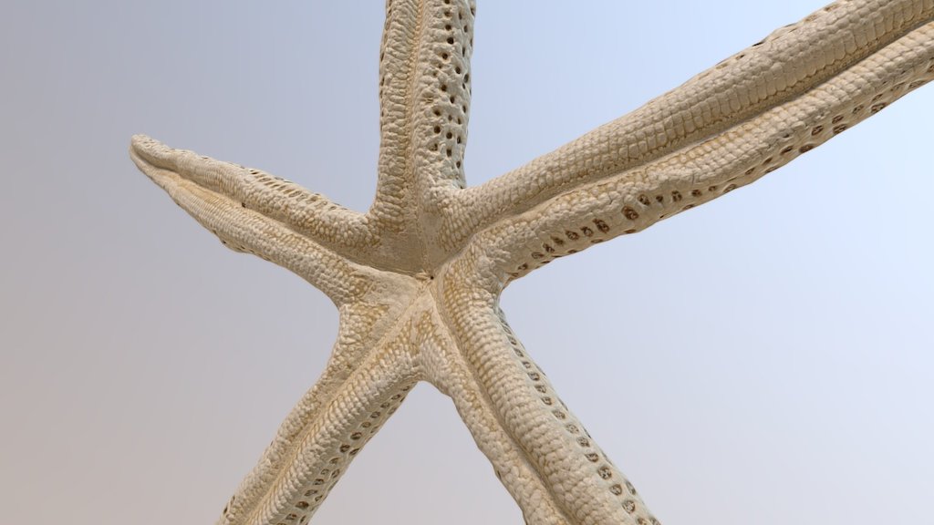 Starfish - Download Free 3D model by Rigsters [7f791ca] - Sketchfab