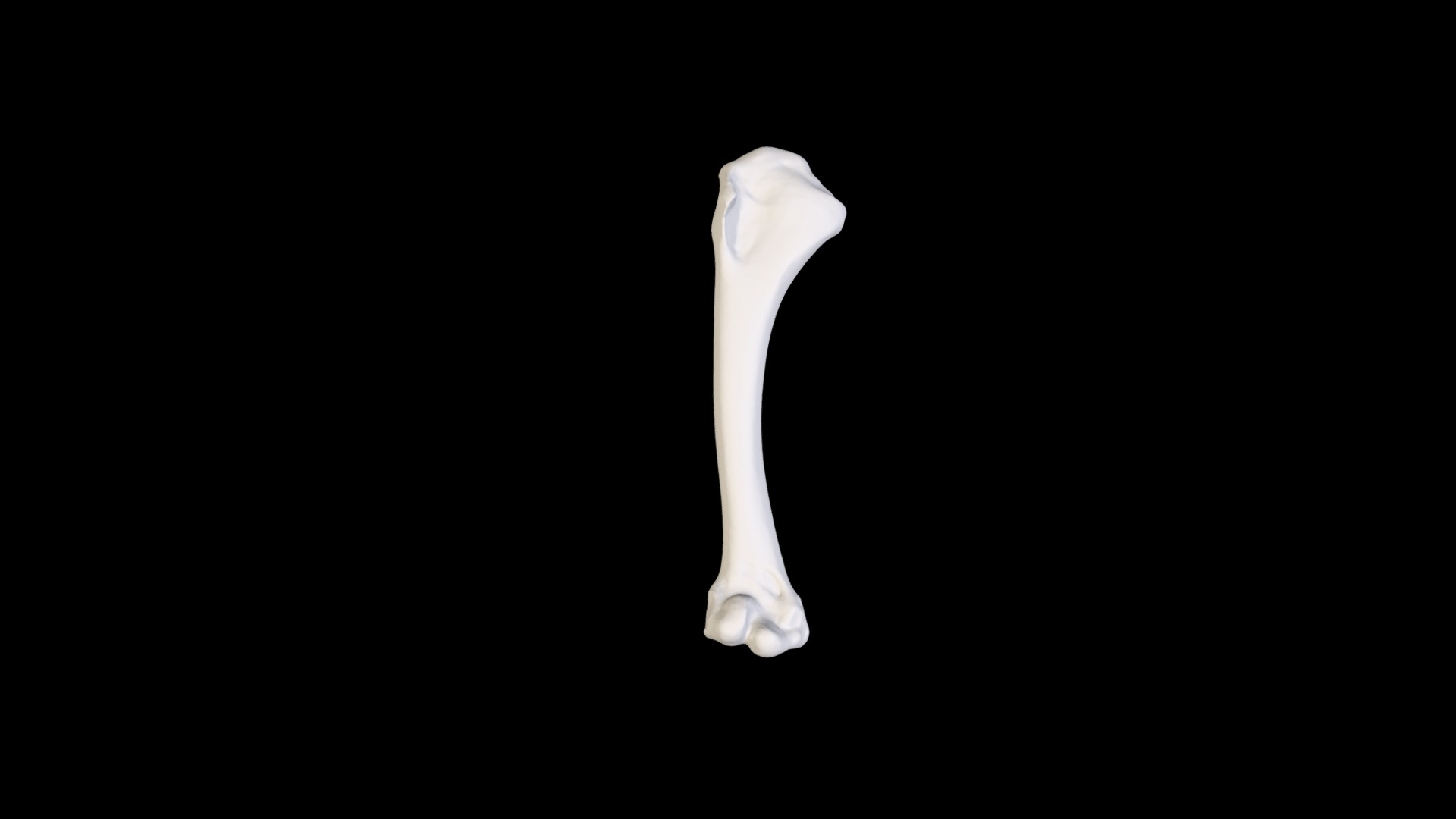 Common pheasant (Phasianas colchicus) humerus - 3D model by Auckland ...