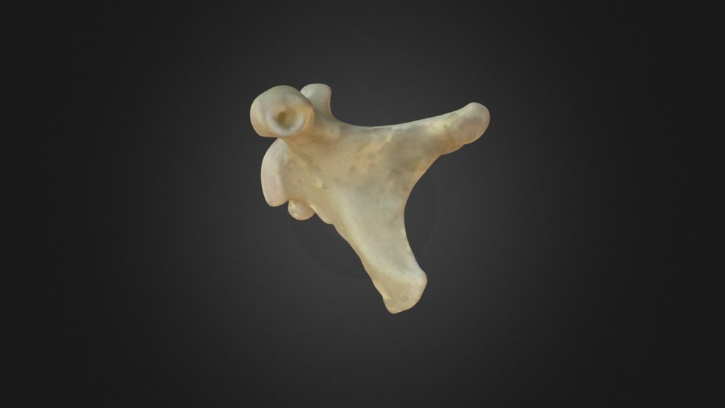 Larus argentatus, quadrate - Download Free 3D model by Museu de ...