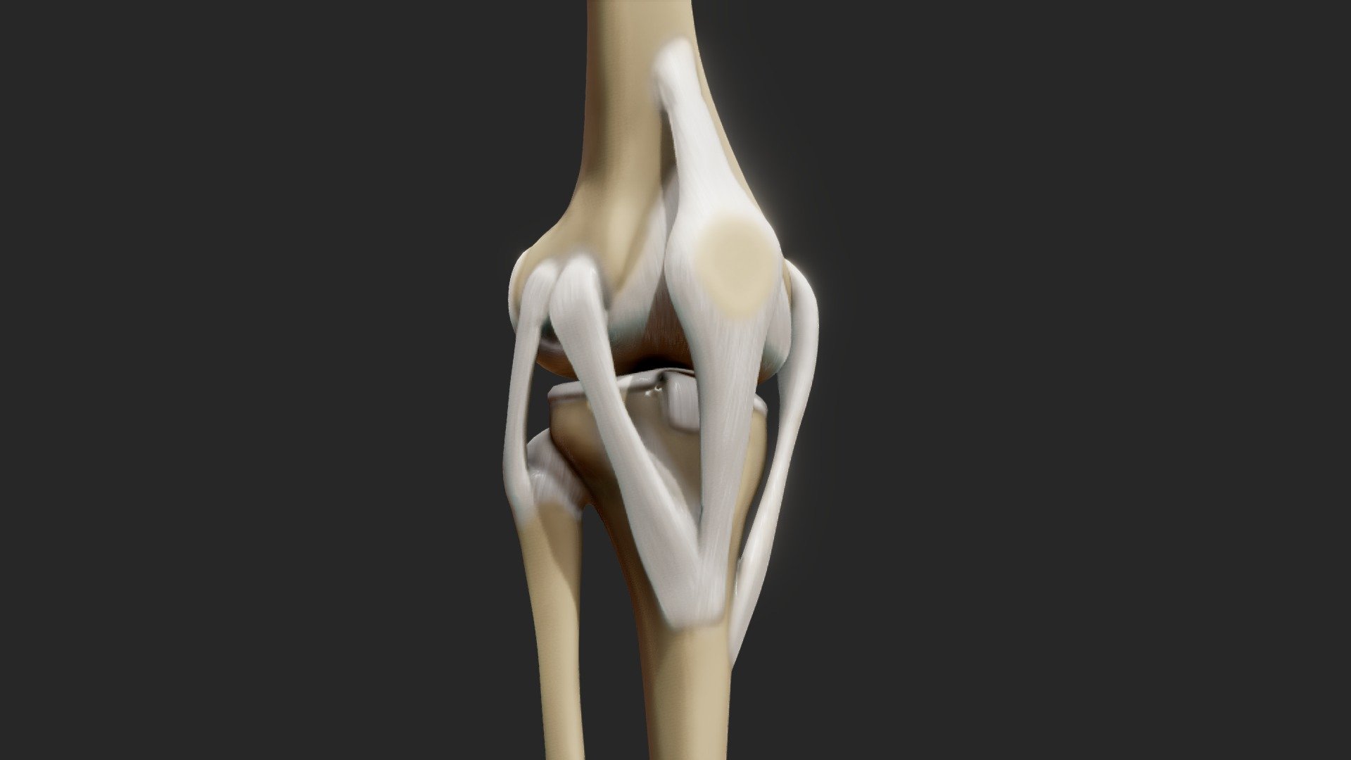 Knee Joint - Buy Royalty Free 3D model by zames1992 [7f7b11c] - Sketchfab Store