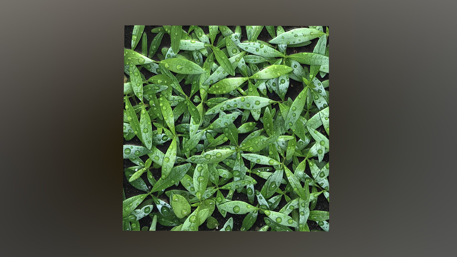 PLANTS TEXTURES Procedural Material - Download Free 3D model by ...