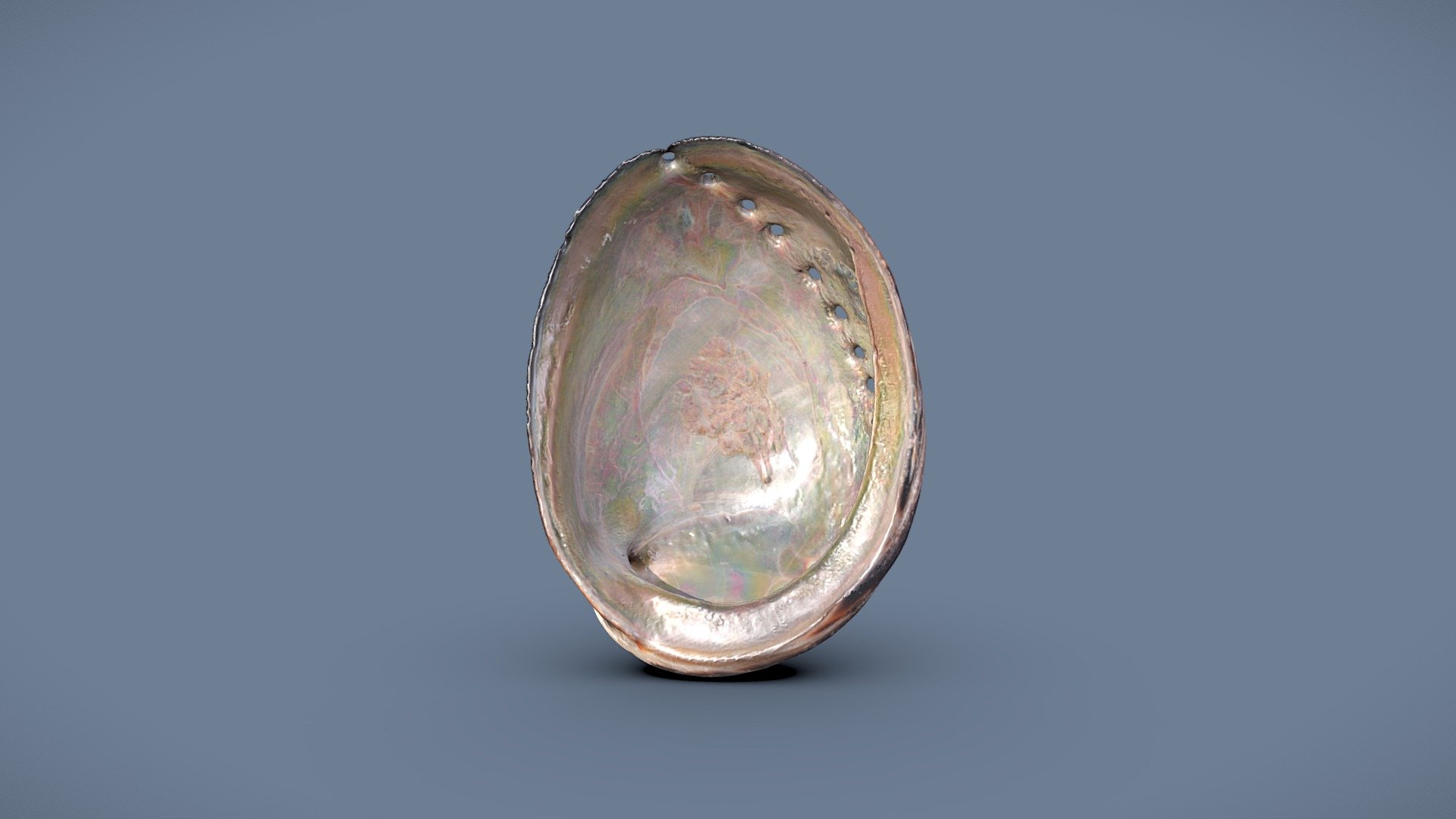 Abalone shell - Download Free 3D model by Lassi Kaukonen (@thesidekick ...