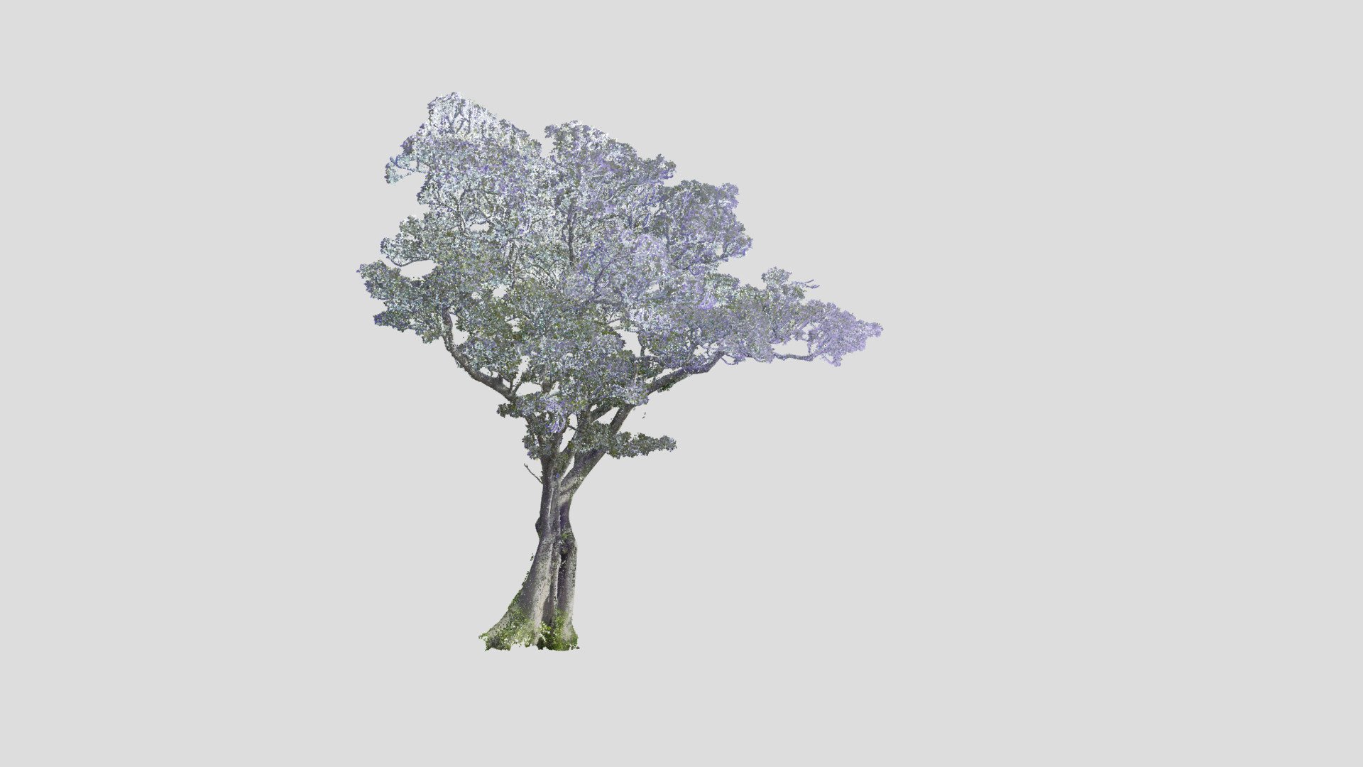 Tree Point Cloud - Buy Royalty Free 3D model by magnum_opus (@tree ...