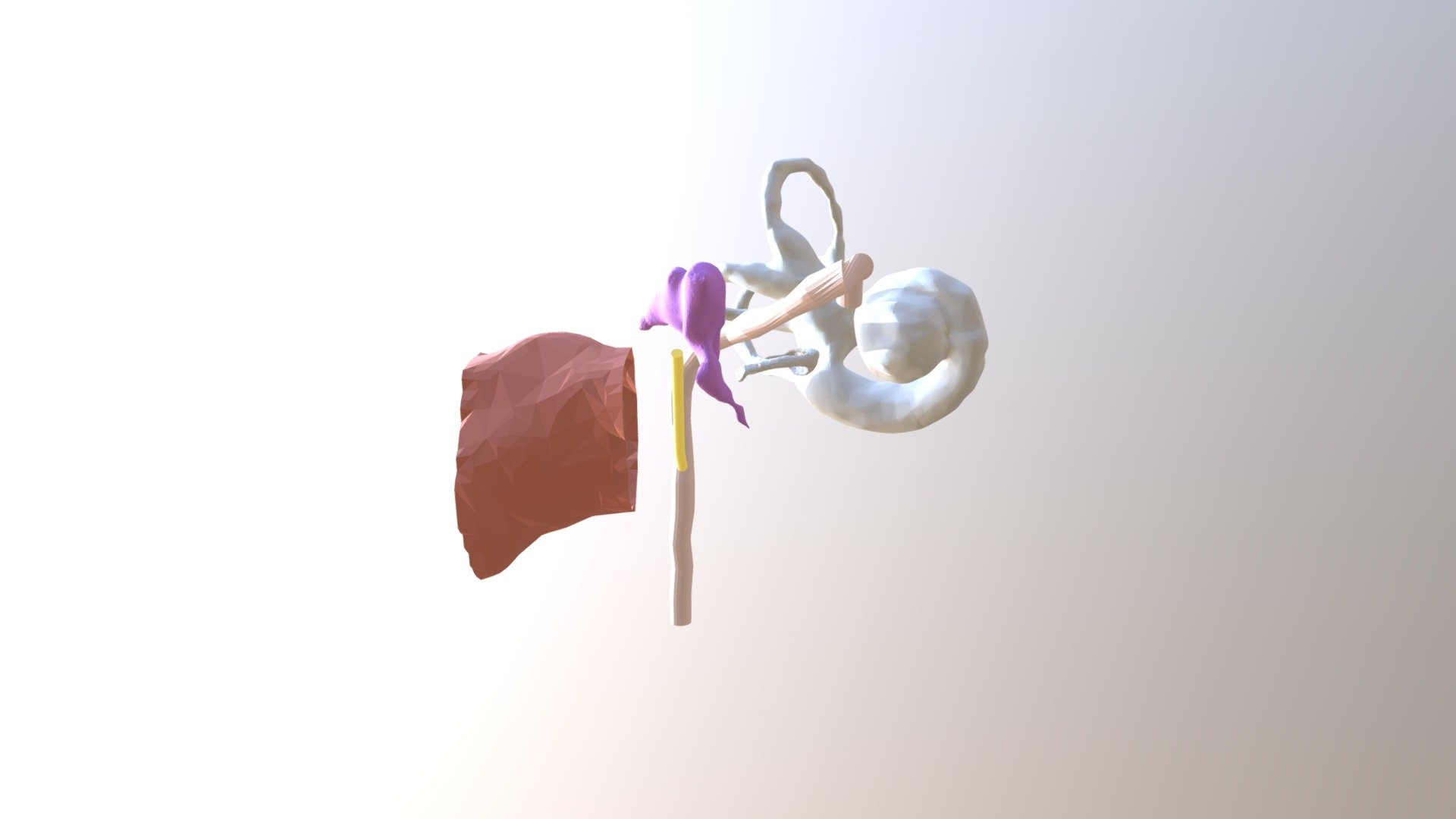 Test Ear 3D model original.c4d - 3D model by catseyevisuals [7f8d6e2 ...
