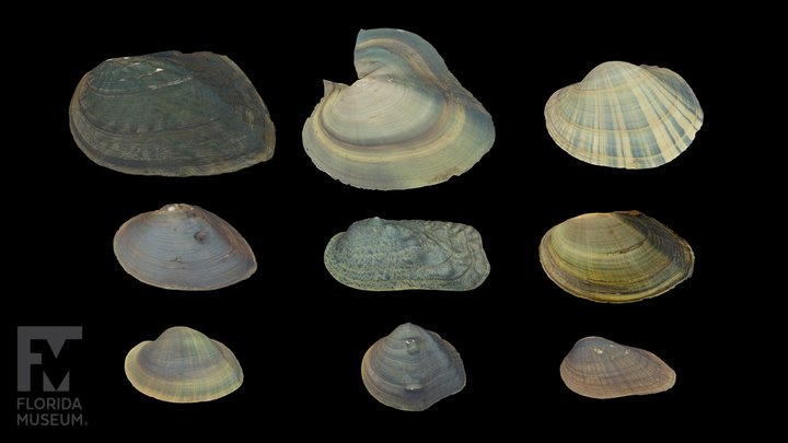 Fluted Shell Mussel