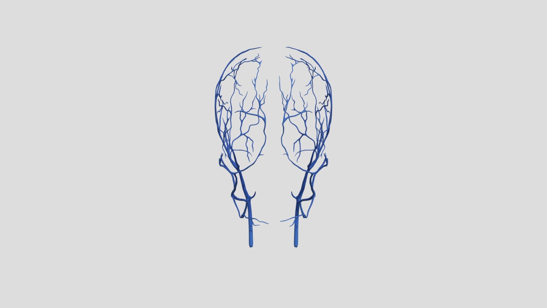 Venous System Head - 3D model by Zuncho Multimedia (@zunchomultimedia ...