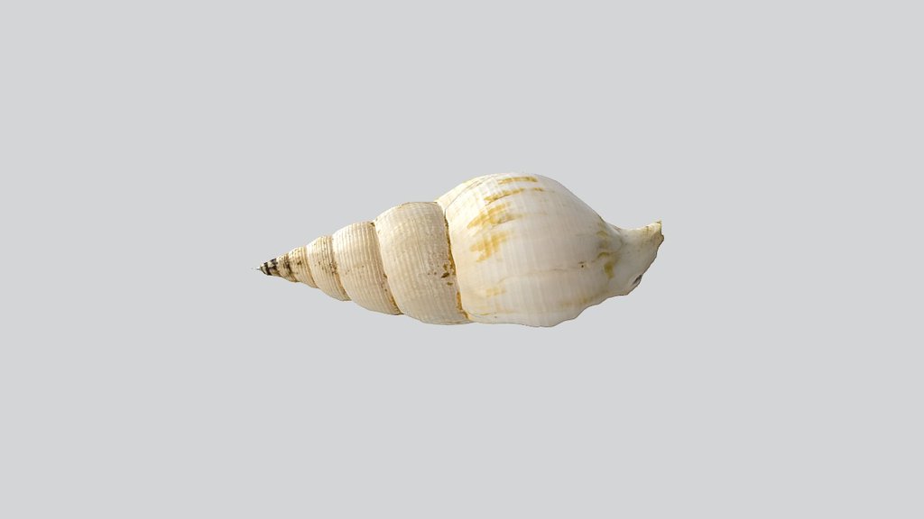 3. Colus gracilis - Download Free 3D model by TeFALab - by Paolo Chistè ...