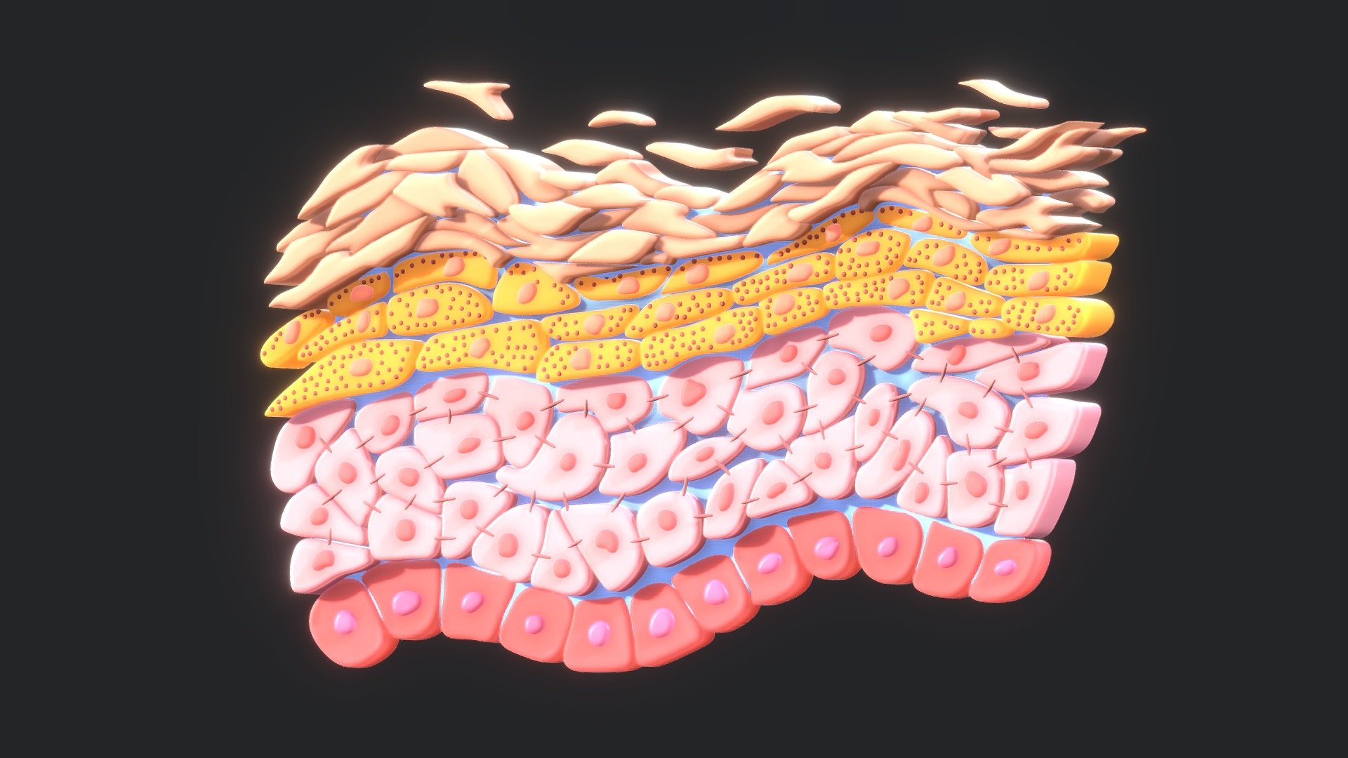 Epidermis Cross Section Anatomy Skin - Buy Royalty Free 3D model by zames1992 [7f97a2f ...