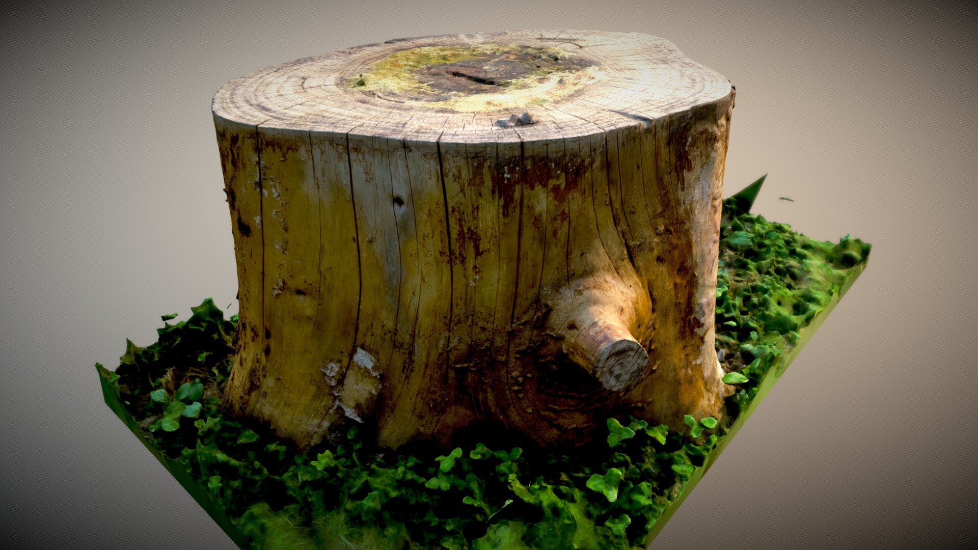 Ceppo - 3D model by asd1881 [7f98d2f] - Sketchfab