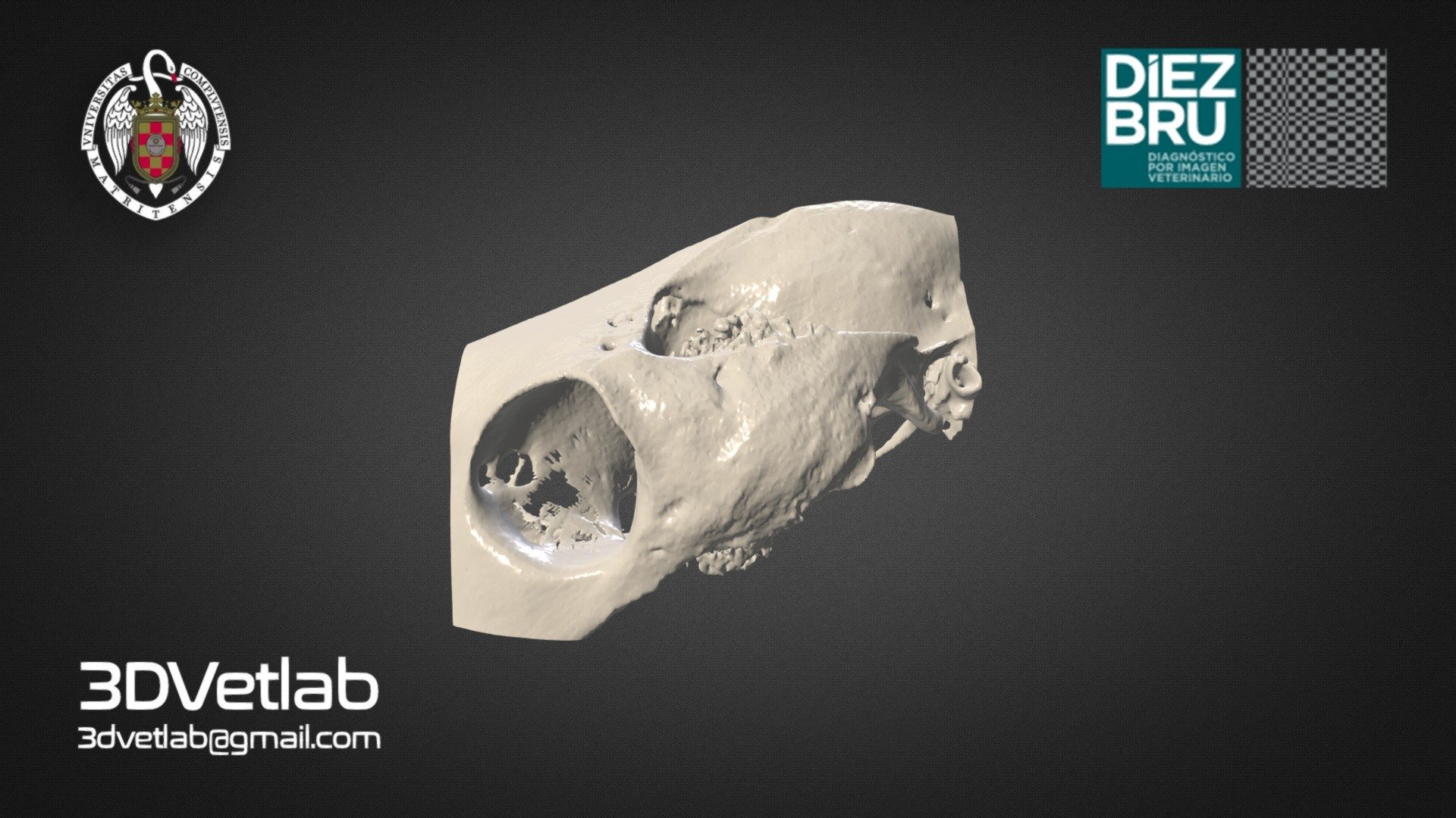 Tumor óseo multilobular del arco cigomático - 3D model by 3DVetLab ...