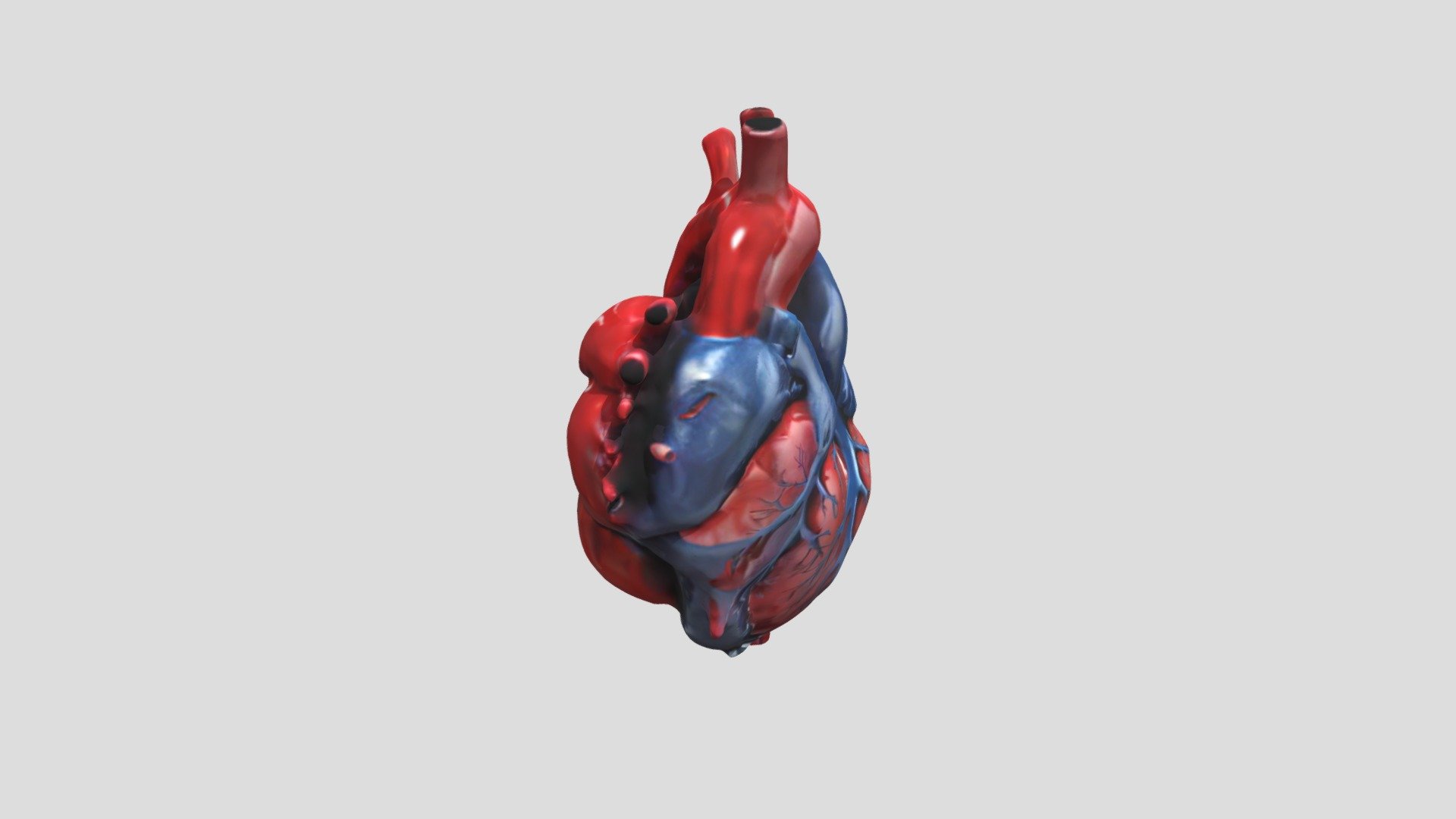 human_heart_draft (1) - 3D model by carolinasolissuro [7fa8d92] - Sketchfab