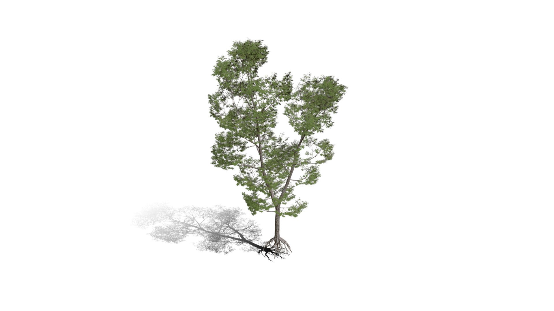 Realistic HD Northern red oak (64/138) - Download Free 3D model by ...