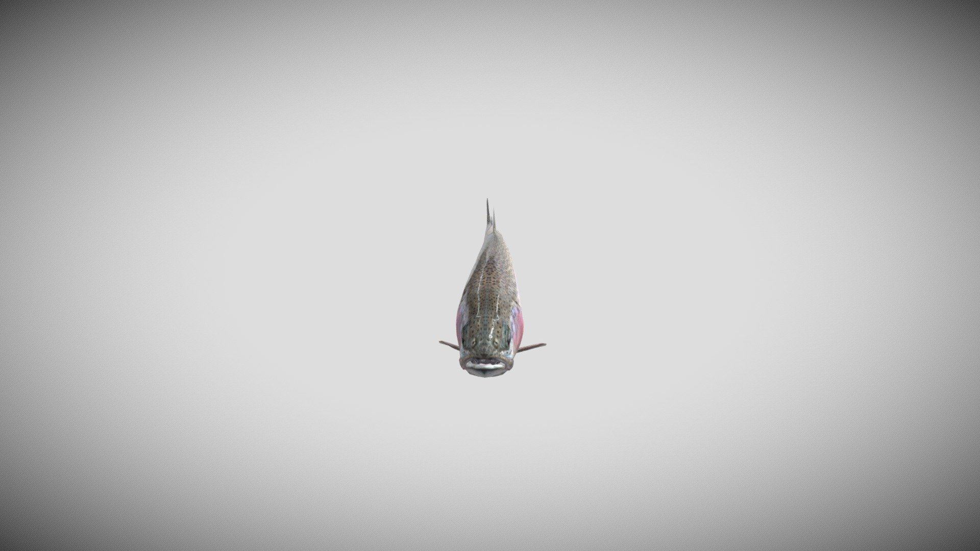 Trout Rainbow - 3D model by Adicookie [7fc3196] - Sketchfab