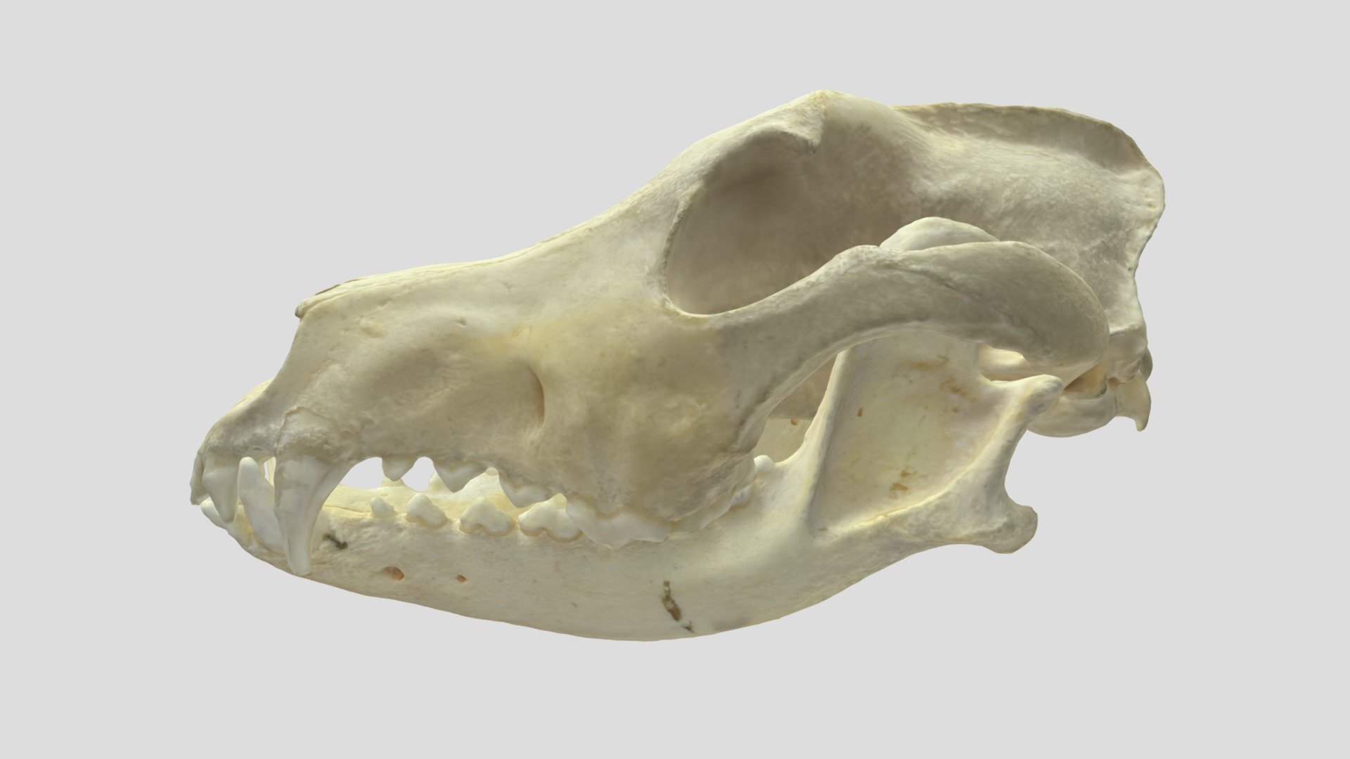 Crâne de Chien (Canis lupus familiaris) - Download Free 3D model by ...