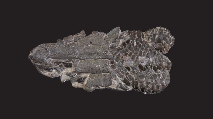 Fossil-fish 3D models - Sketchfab