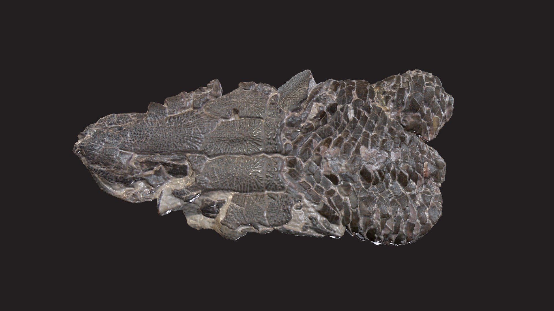 CMNH 10935, Gar fossil - 3D model by Cleveland Museum of Natural ...