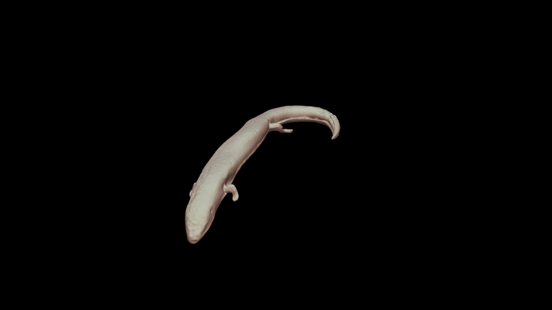 Brachymeles makusog - 3D model by irschicklab [7fcbb14] - Sketchfab