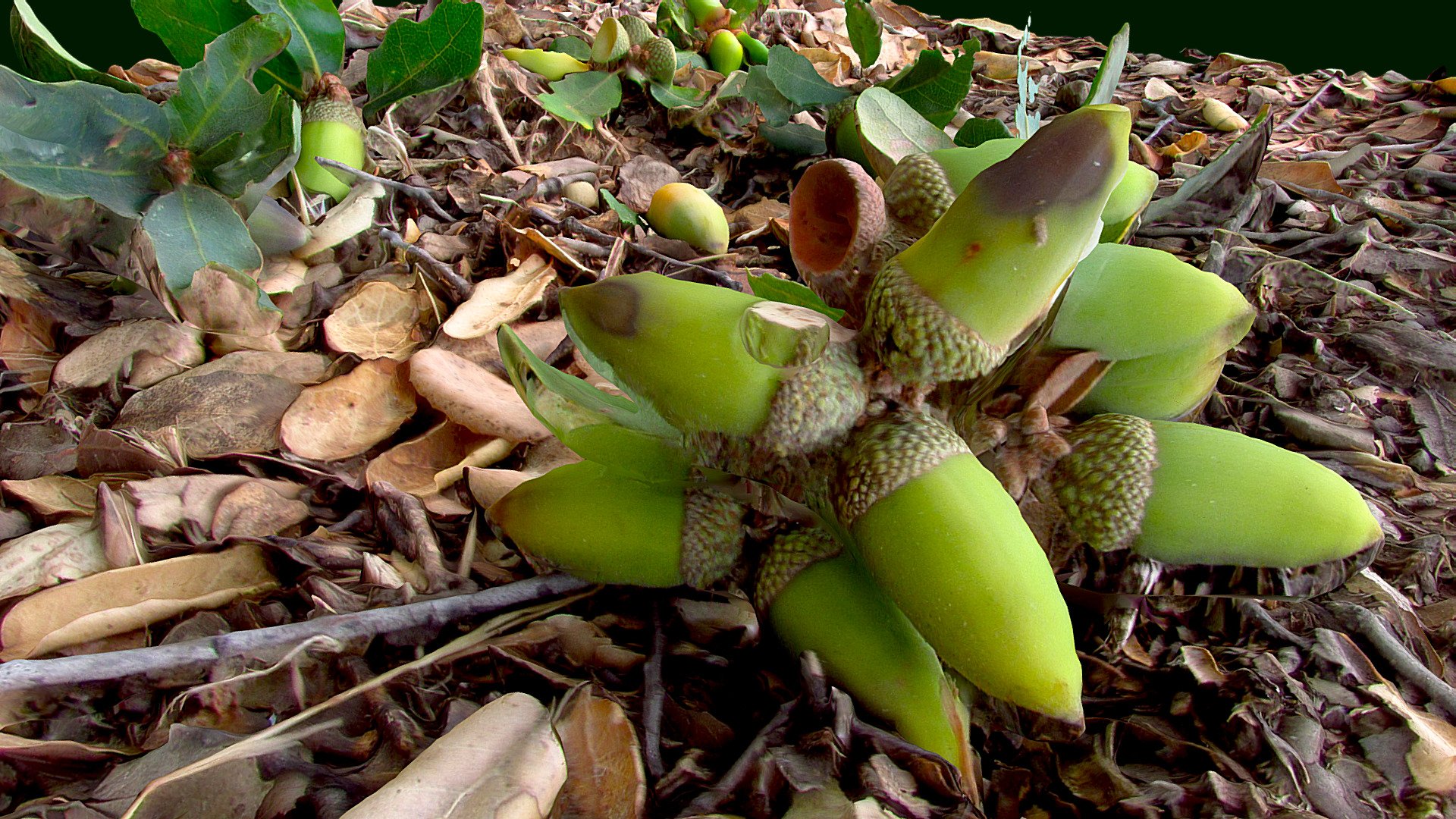 Blue Oak Acorns - Download Free 3D model by John Toeppen (@toeppen ...