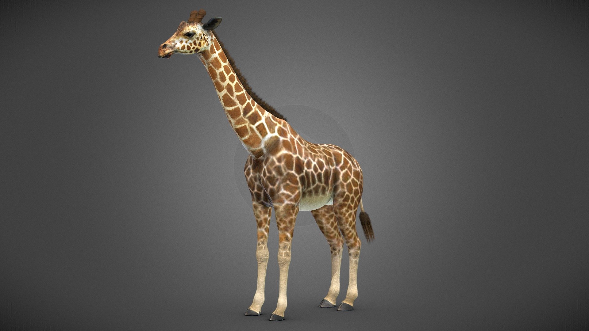 Giraffe - Buy Royalty Free 3D model by Iofry [7fd20d8] - Sketchfab Store