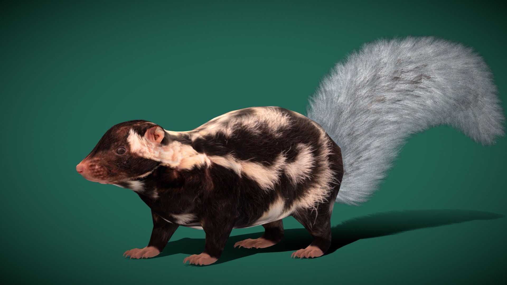 Eastern Spotted Skunk (Lowpoly) - Buy Royalty Free 3D model by ...