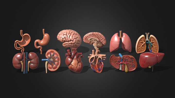 Biology 3D models - Sketchfab