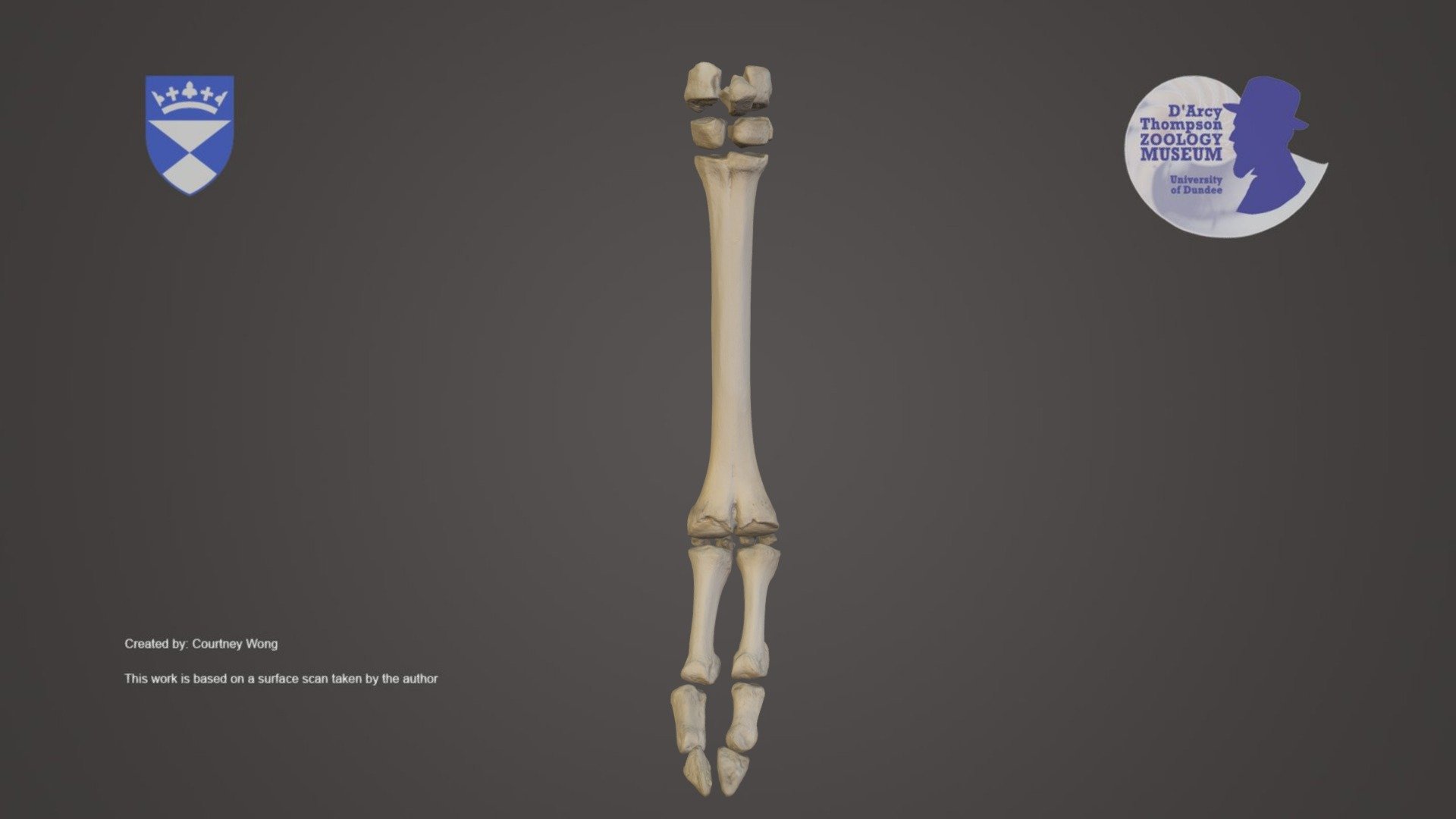 Deer-forefoot - Download Free 3D model by University of Dundee Museum ...