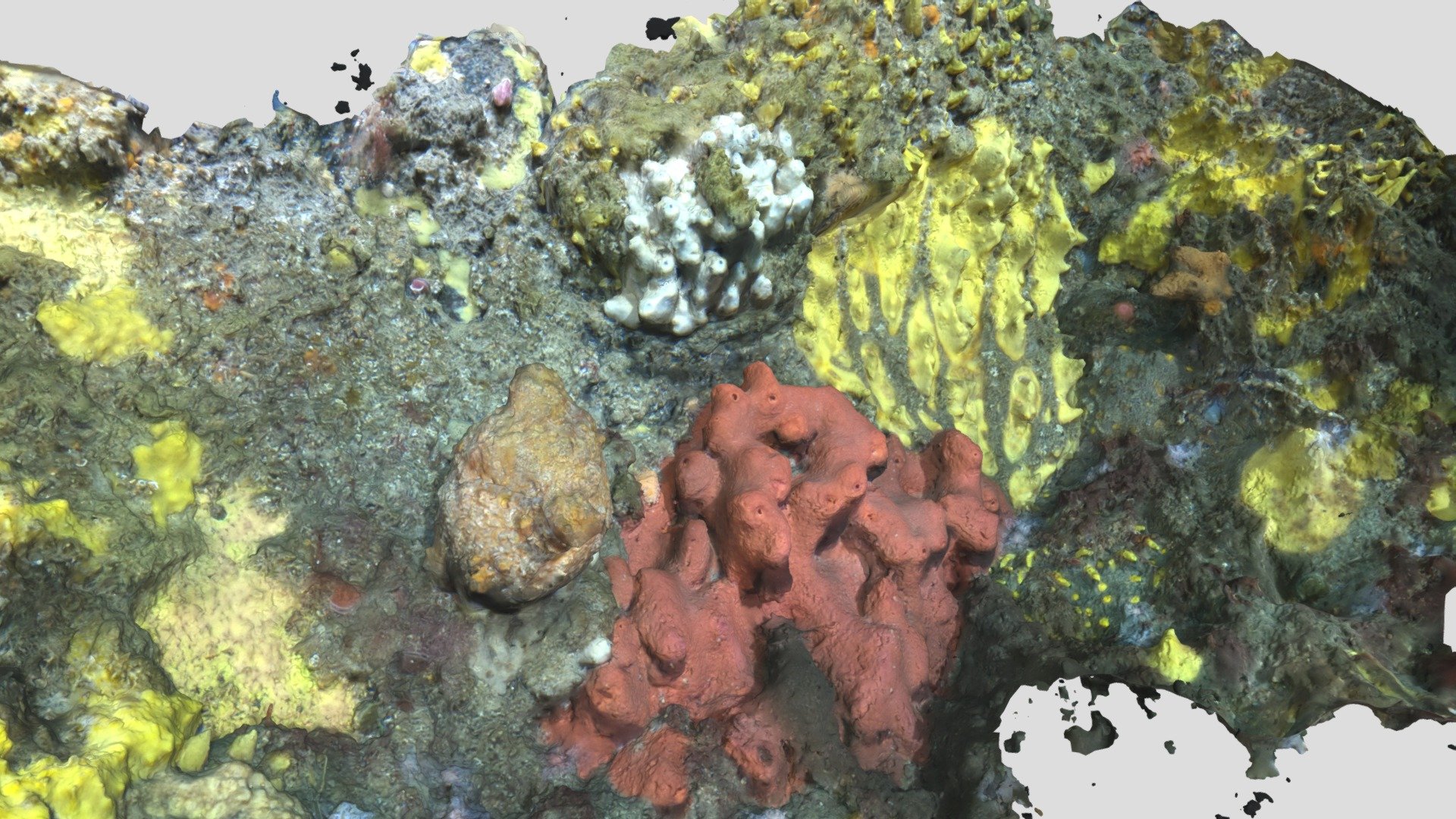 Antarctic sponges #2 - 3D model by Piotr Balazy (@balazy.piotr ...