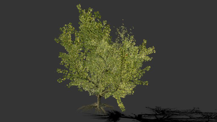 Realistic-tree 3D models - Sketchfab