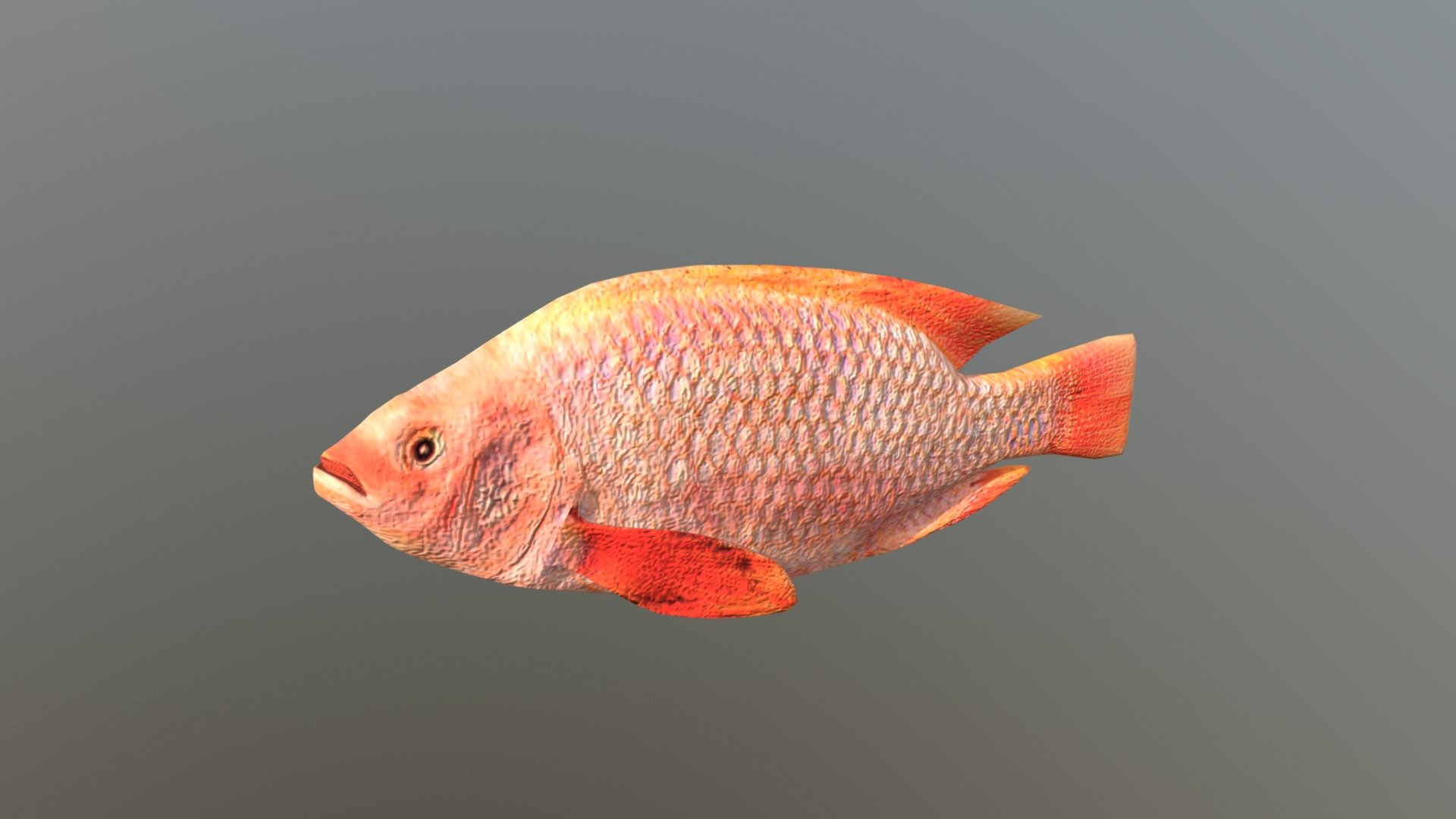 Mojarra - Buy Royalty Free 3D model by 3dlowpoly [7ff45ca] - Sketchfab ...