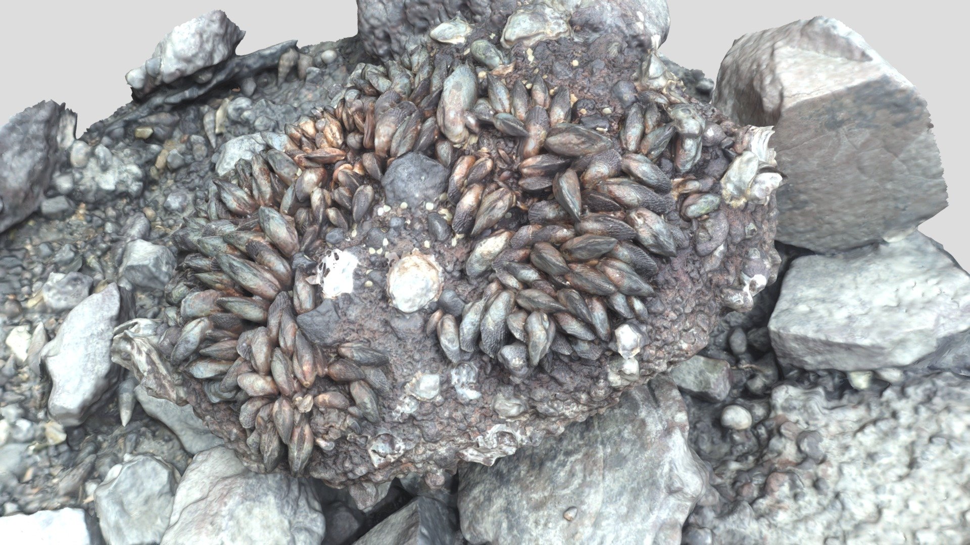 カリガネエガイ（現場）Barbatia virescens - Download Free 3D model by ffish.asia / floraZia.com (@ffishAsia ...