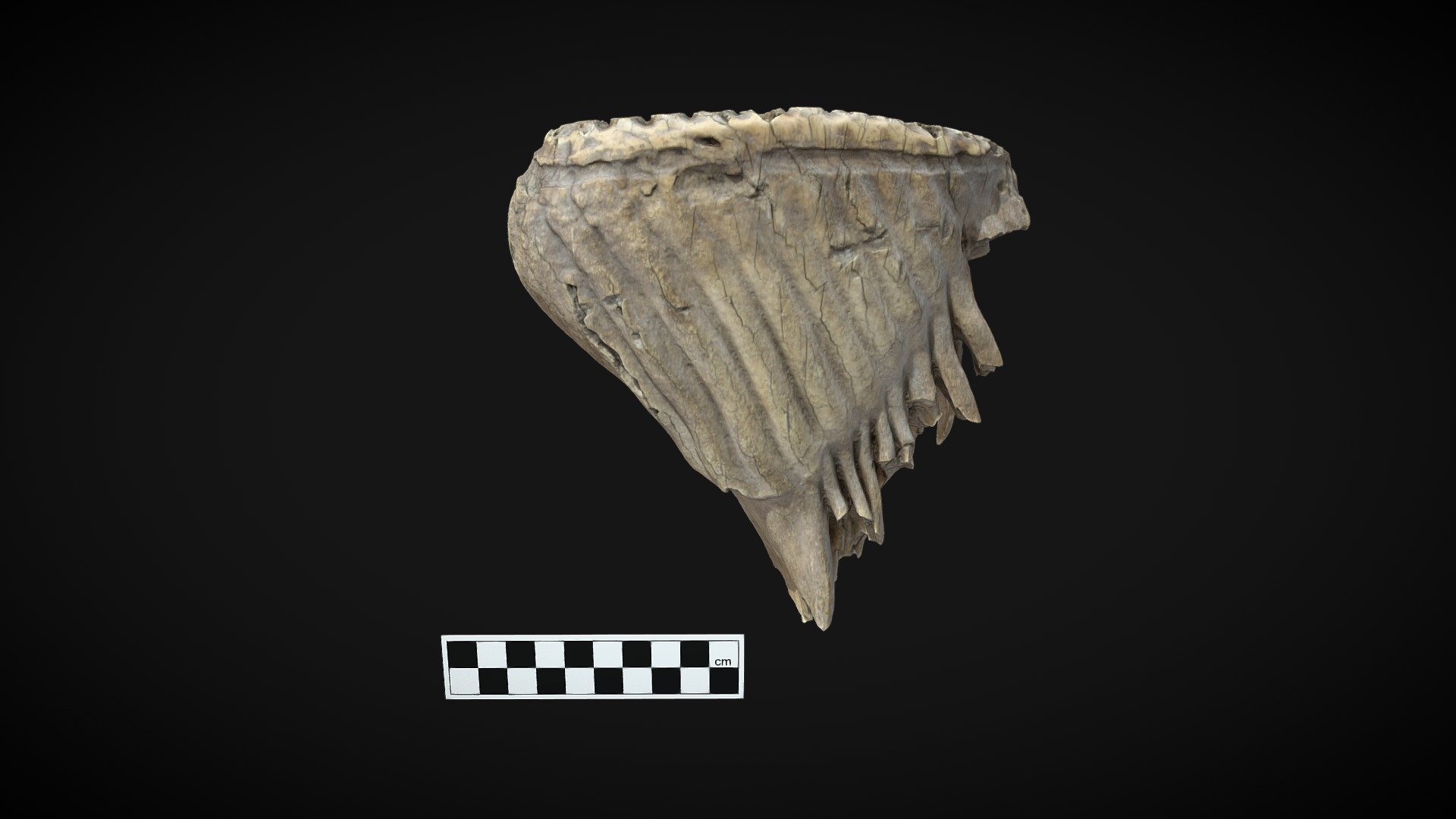 Steppe Mammoth, Molar - 3D model by Virtual Histories ...