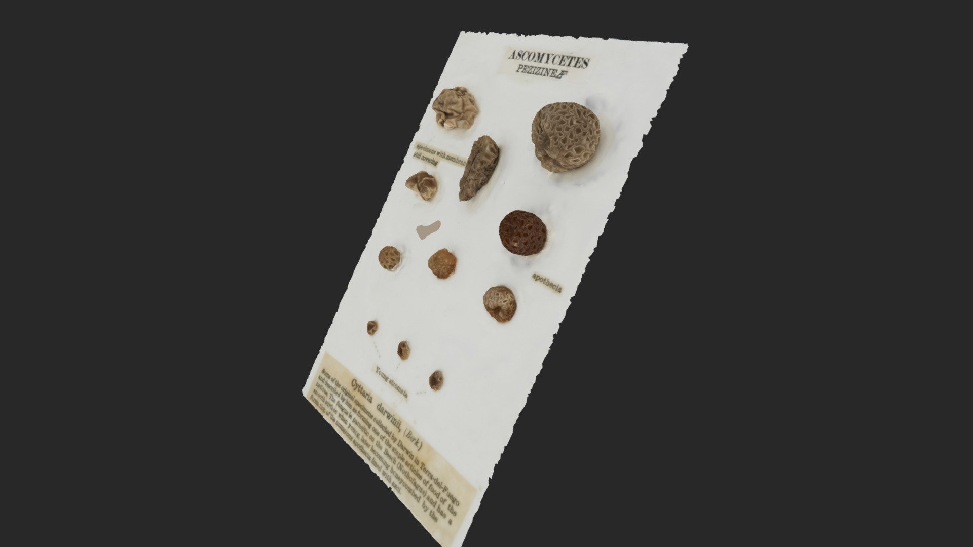 Cyttaria darwinii - 3D model by Cambridge Digital Library (@CamDigLib ...