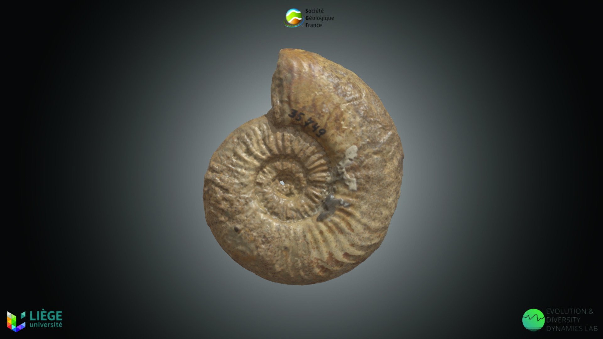 Cephalopode - Parkinsonia sp. - Download Free 3D model by Société ...