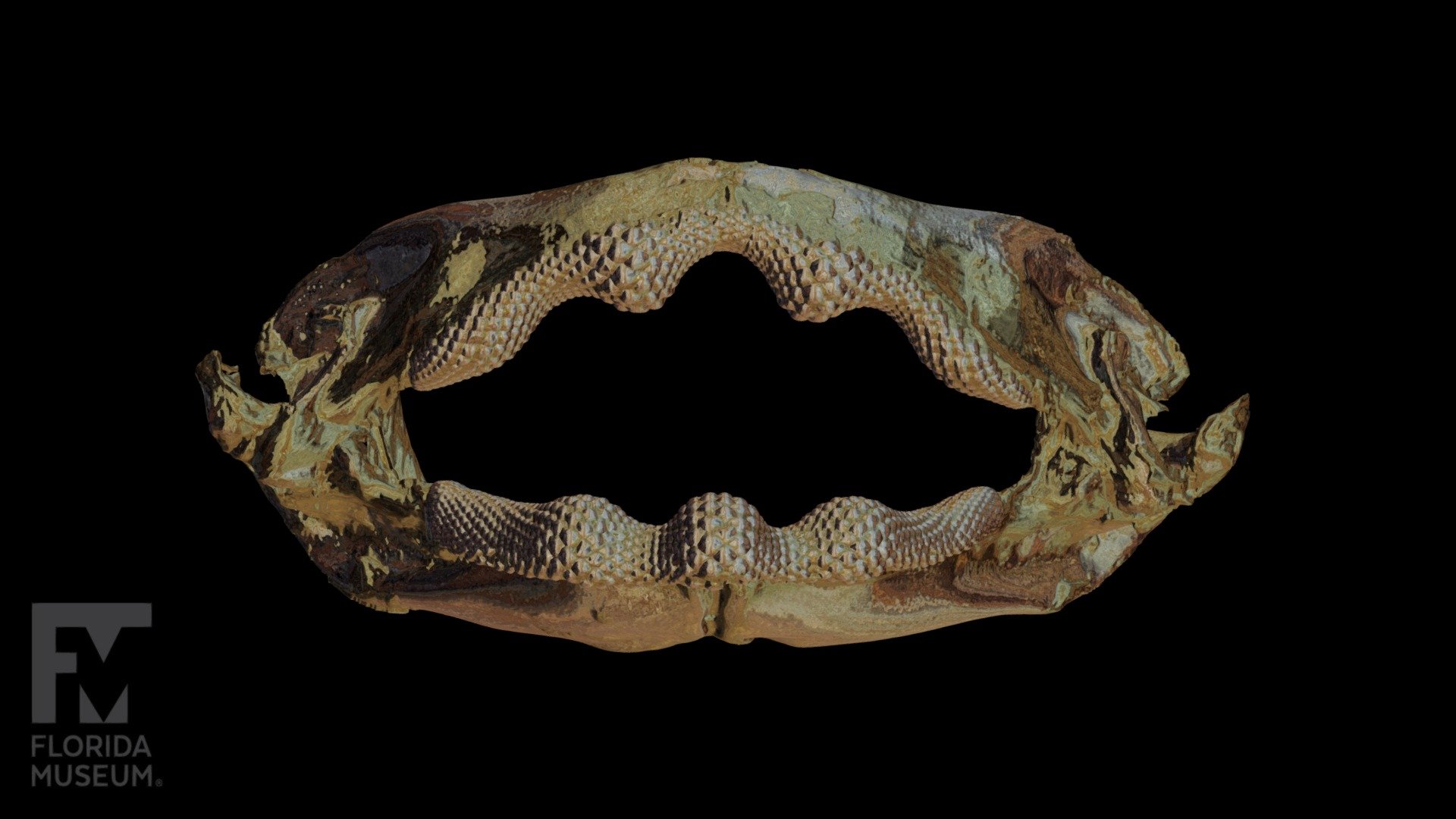Bowmouth Guitarfish - 3D model by FloridaMuseum [800518f] - Sketchfab