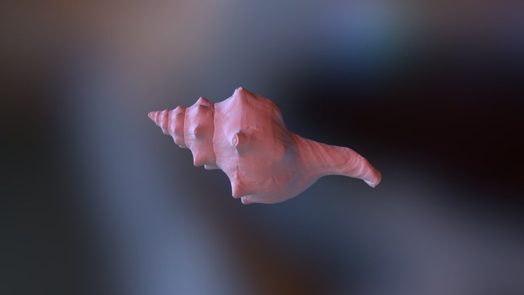 shell - Download Free 3D model by -Slash- [800b2c0] - Sketchfab