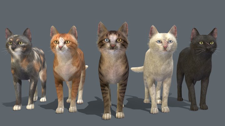 Stray 3D models - Sketchfab