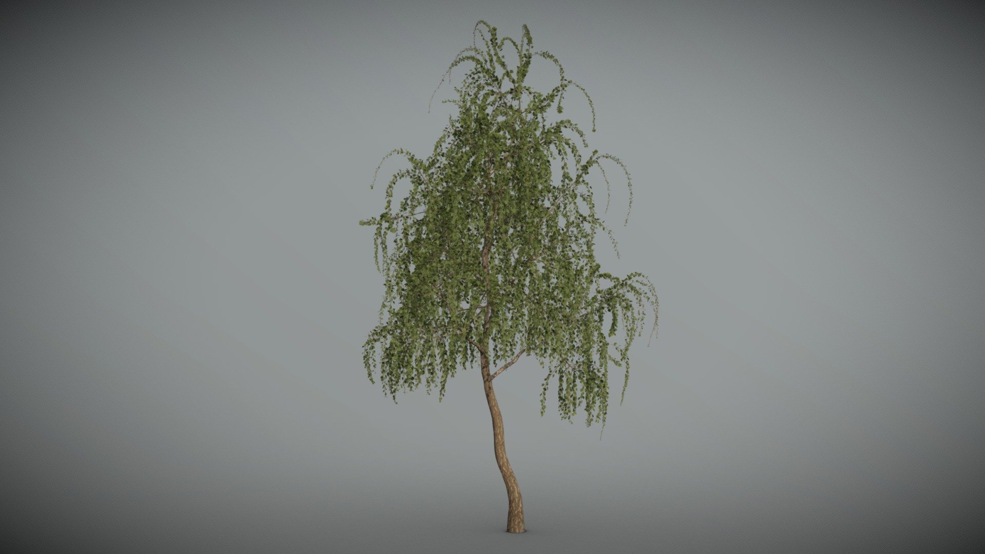 Birch_tree_02 - Buy Royalty Free 3D model by Geug [8011c24] - Sketchfab ...