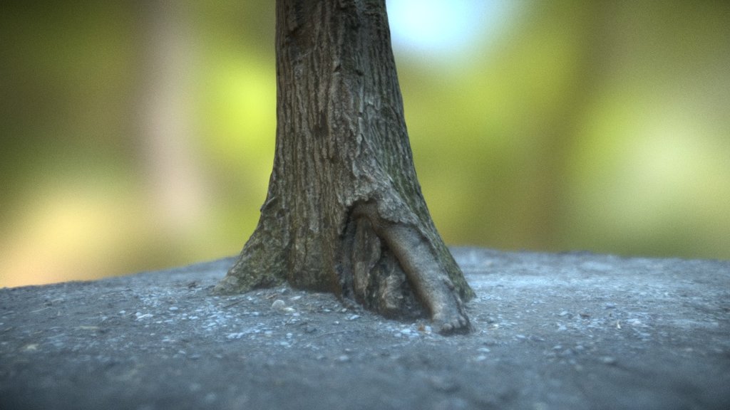 TREE SCAN - 3D model by blackmath [801665d] - Sketchfab
